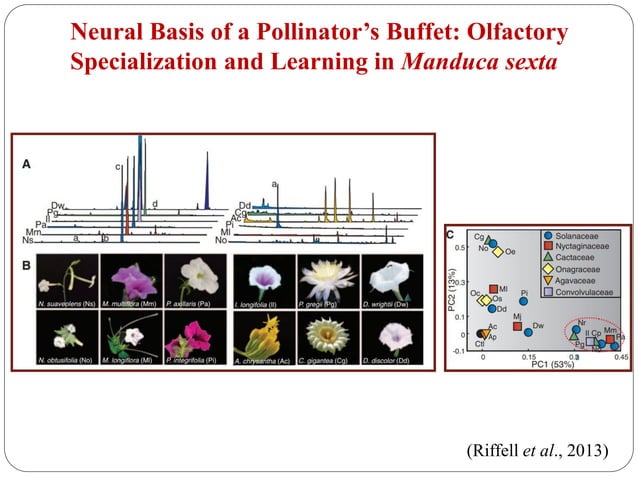 Coevolution of plant and insects | PDF | Beekeeping | Hobbies & Interests