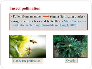 Coevolution Examples In Animals