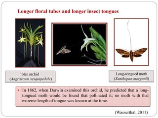 Coevolution Examples In Plants And Animals