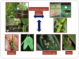 Coevolution Examples In Plants And Animals