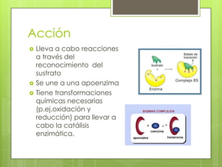 ENZIMAS/Cofactores | PPTX