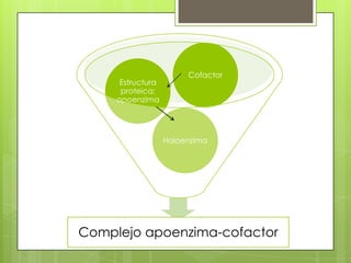 ENZIMAS/Cofactores | PPTX