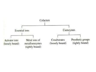 Enzyme cofactors | PPT