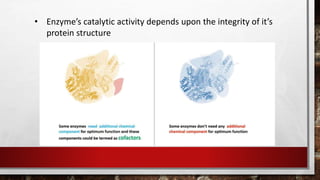 Cofactors, Coenzymes, Abzymes and Ribozymes.pptx