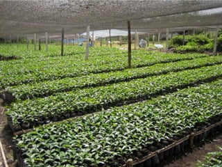 #USPCA2016: Specialty Coffee from Seed to Cup from Mark Verrochi | PDF