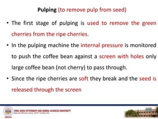 Coffee& Coffee processing | PPTX