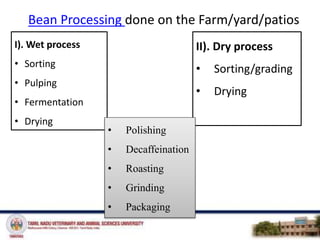 Coffee& Coffee processing | PPTX
