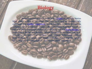 Coffee | PPT