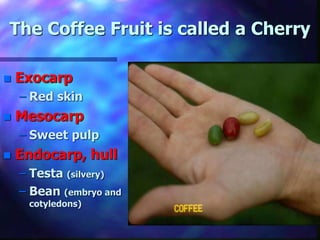 A presentation on Coffee | PPTX