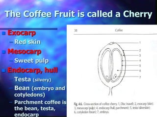 A presentation on Coffee | PPTX