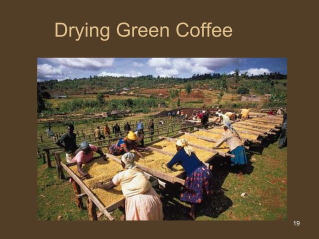 Coffee-Cultivation & Processing.pptx | Gardening | Home & Garden