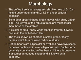 Coffee-Cultivation & Processing.pptx
