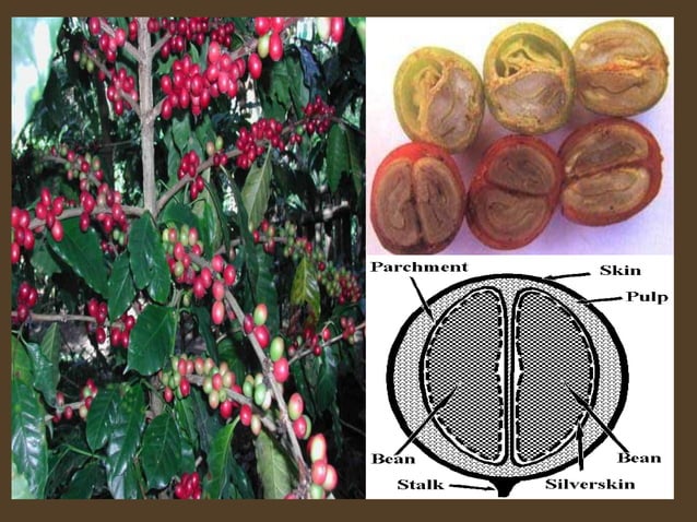 Coffee-Cultivation & Processing.pptx | Gardening | Home & Garden