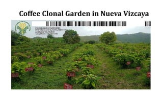 Coffee-Presentation-May-16.pptx | Agriculture | Industries