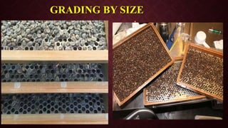 Coffee grades | PPTX