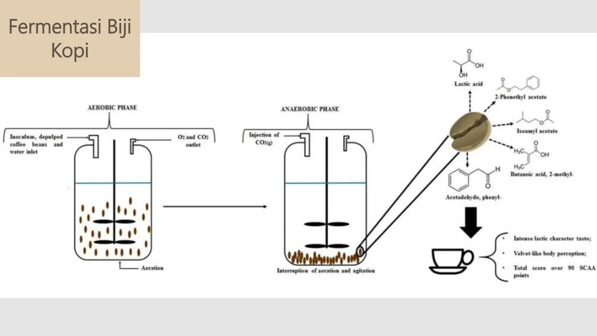 Pengantar Kopi Proses Pencucian Biji Kopi Hingga Grading Test Ppt