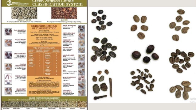 Pengantar Kopi, proses pencucian biji kopi hingga grading test | PPT