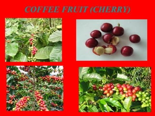 Coffee beans PowerPoint Presentation.ppt | Food & Drink