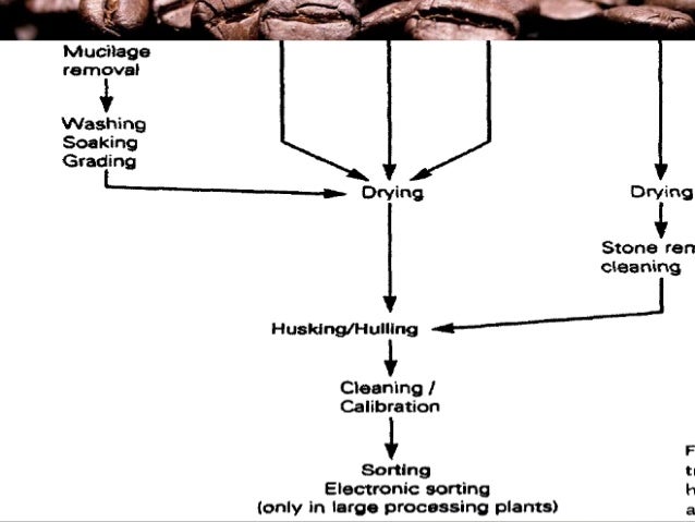 Coffee Processing Technology