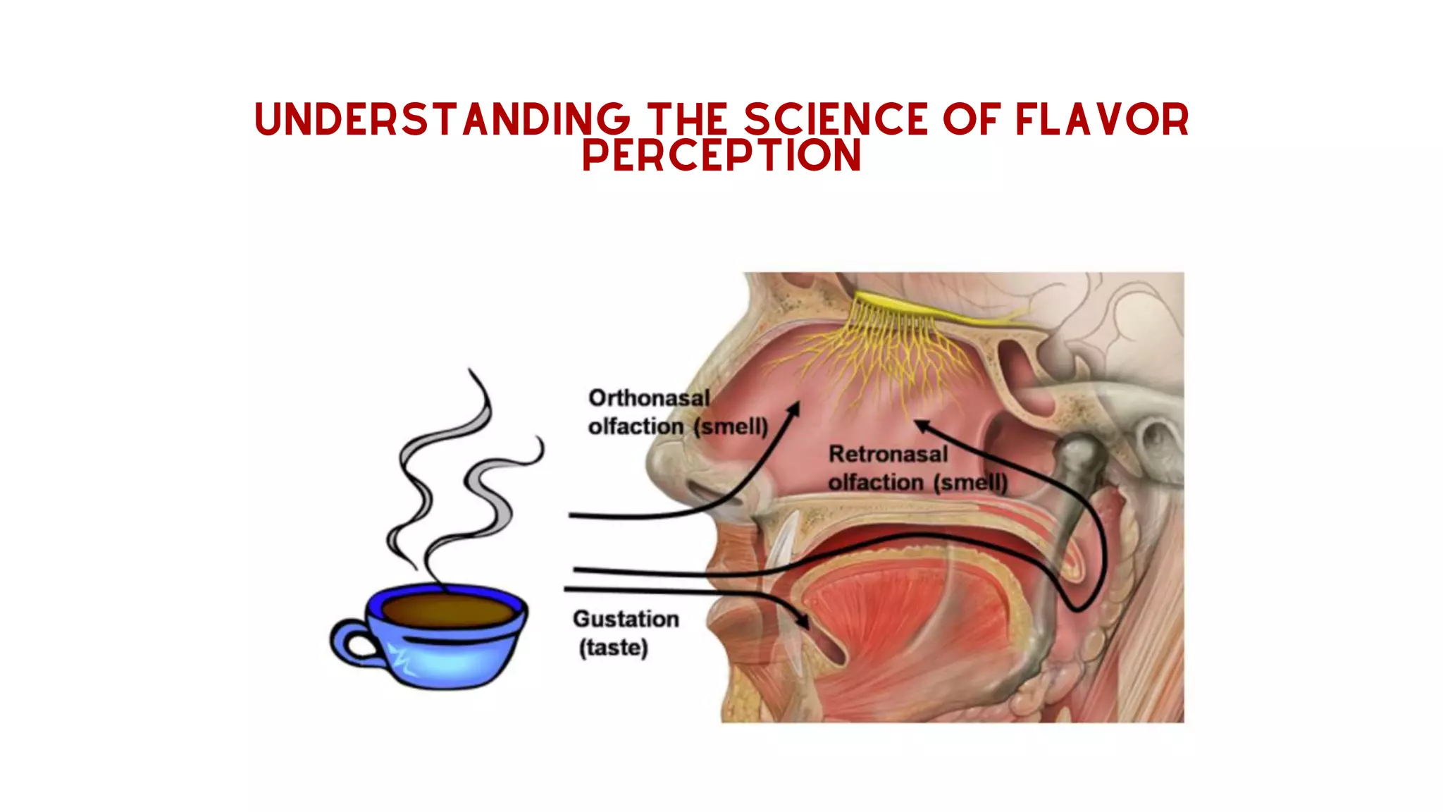 Coffee Sensory Calibration.pptx | Food & Drink