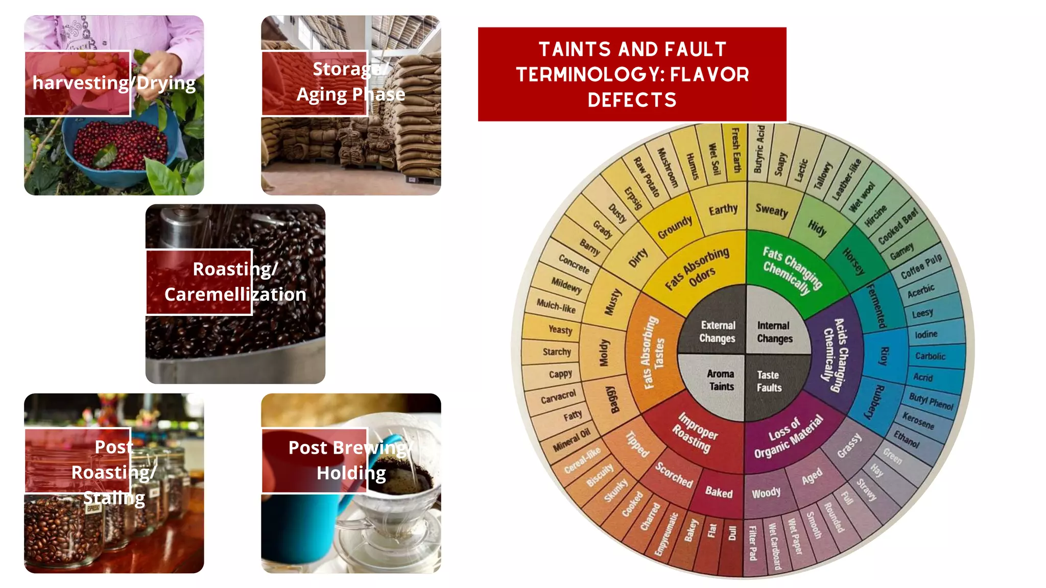 Coffee Sensory Calibration.pptx | Food & Drink