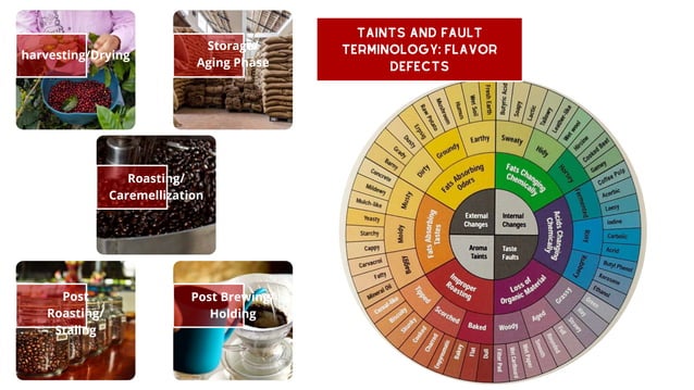 Coffee Sensory Calibration.pptx | Food & Drink
