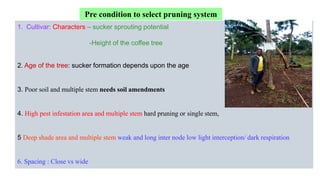 Coffee Tree managenments ( Hawassa, ECTA).pptx