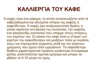 Καφές | PDF