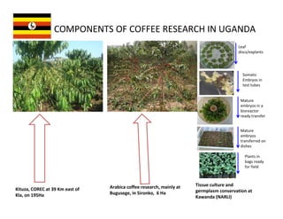 B4FA 2012 Uganda: Coffee wilt disease resistance breeding in Uganda ...