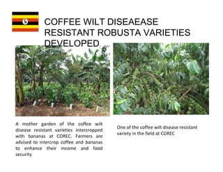 B4FA 2012 Uganda: Coffee wilt disease resistance breeding in Uganda ...