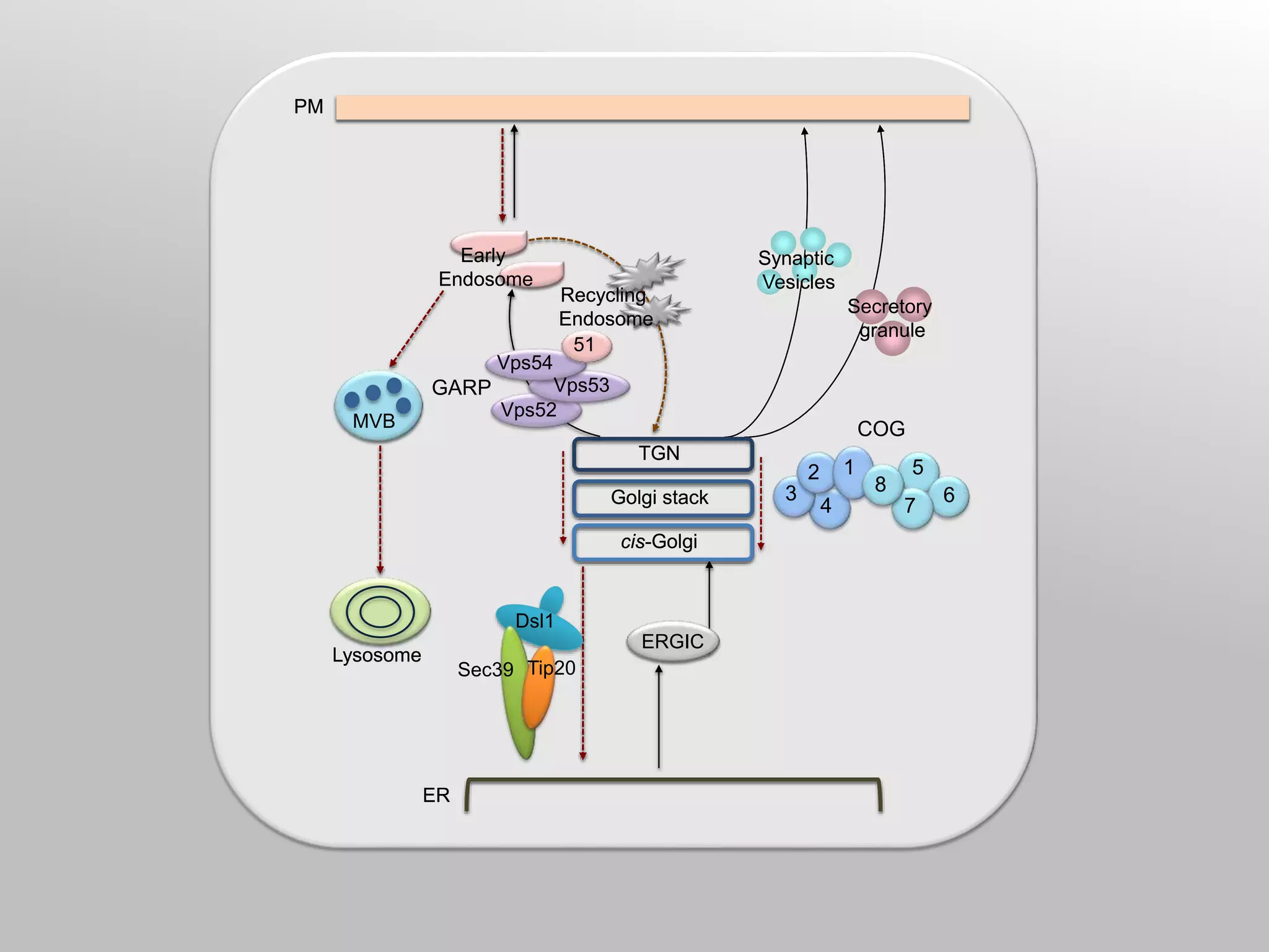 Sima Lev | Tethering the SNAREpin in vesicular fusion | PPTX