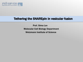 Sima Lev | Tethering the SNAREpin in vesicular fusion | PPTX