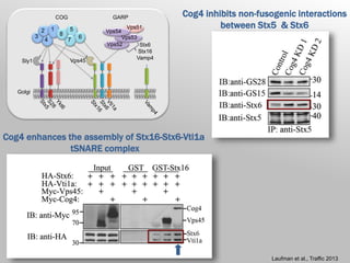 Sima Lev | Tethering the SNAREpin in vesicular fusion | PPTX