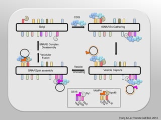 Sima Lev | Tethering the SNAREpin in vesicular fusion | PPTX