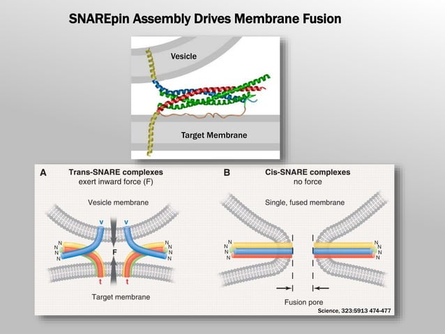 Sima Lev | Tethering the SNAREpin in vesicular fusion | PPT