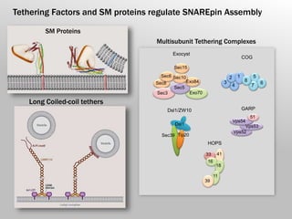 Sima Lev | Tethering the SNAREpin in vesicular fusion | PPTX