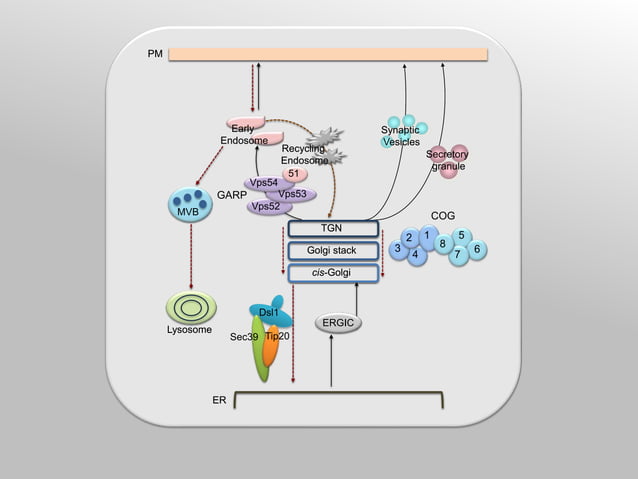 Sima Lev | Tethering the SNAREpin in vesicular fusion | PPT