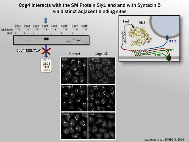 Sima Lev | Tethering the SNAREpin in vesicular fusion | PPT