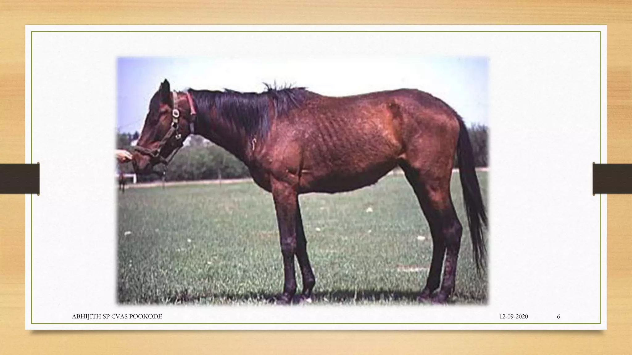 Coggins test | PPTX | Infectious Diseases | Diseases and Conditions