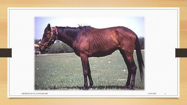 Coggins test | PPTX | Infectious Diseases | Diseases and Conditions