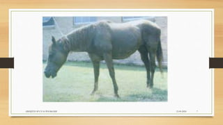 Coggins test | PPTX | Infectious Diseases | Diseases and Conditions