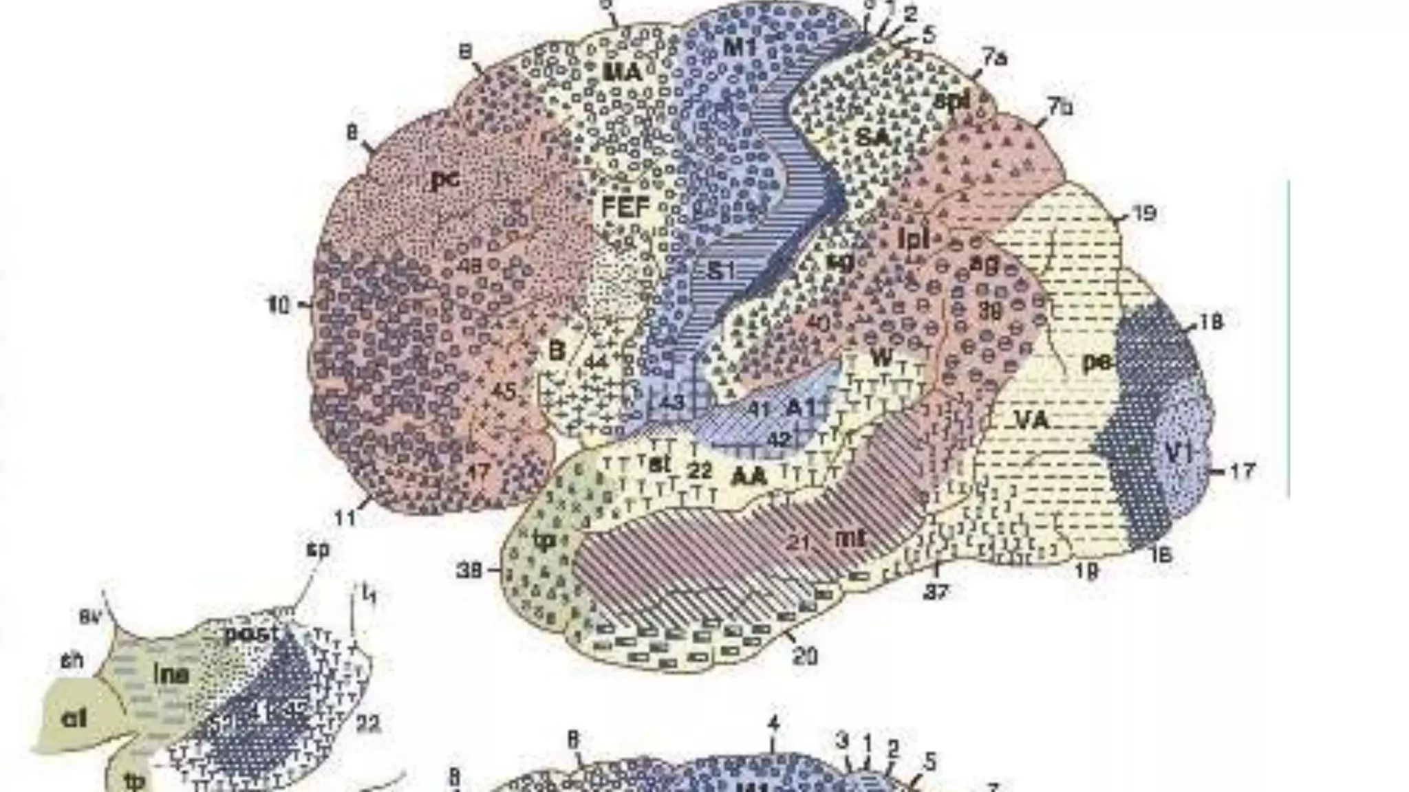 Cognitive circuits in neurology | PPTX