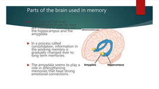 Cognition: memory and its parts | PPT