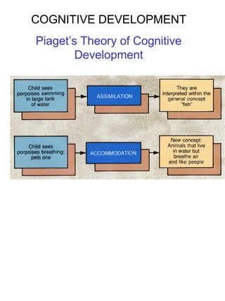 cognitive development stages jean piaget.ppt