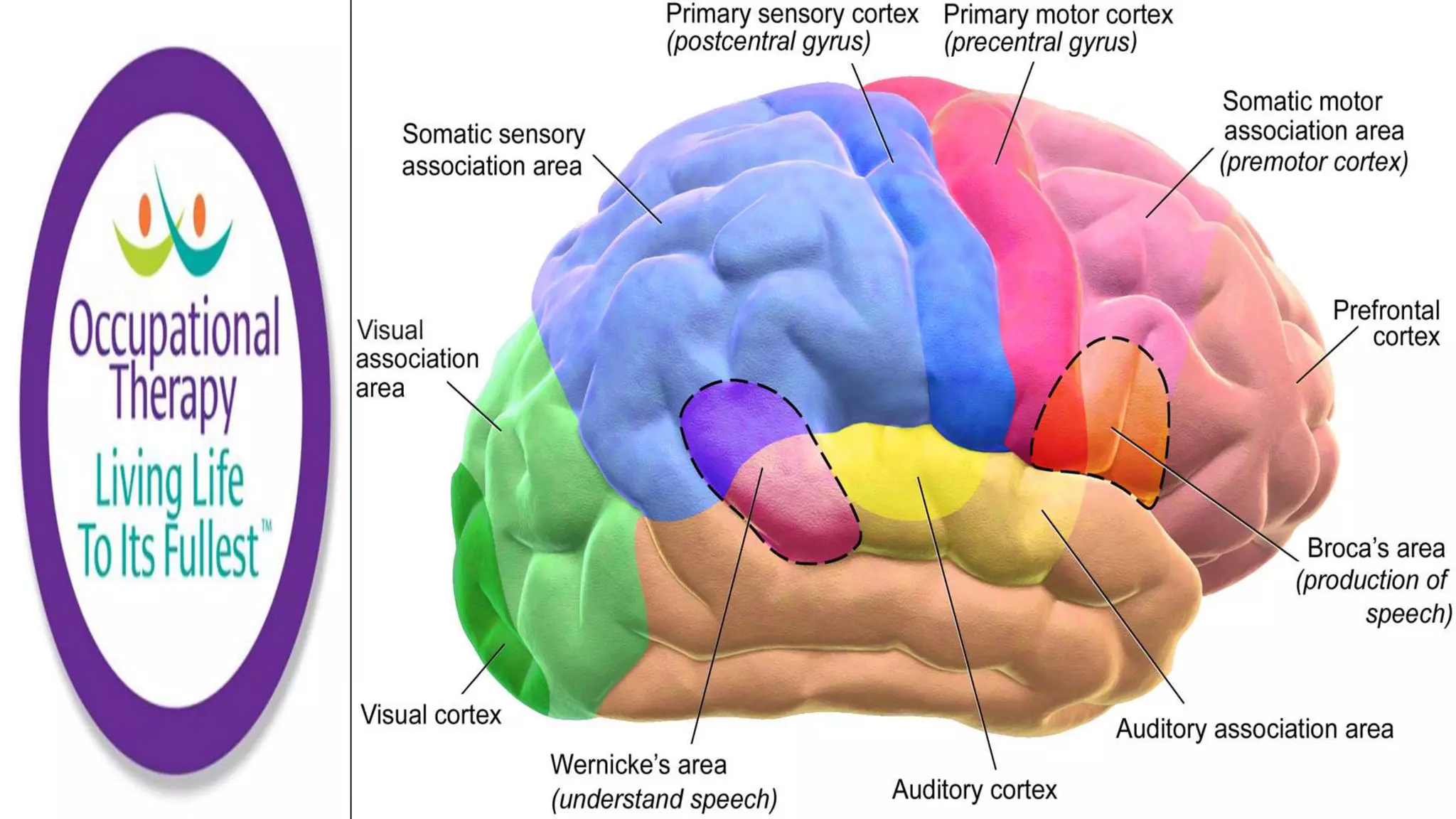 Occupational Therapy Cognitive Functional Evaluation | PPTX