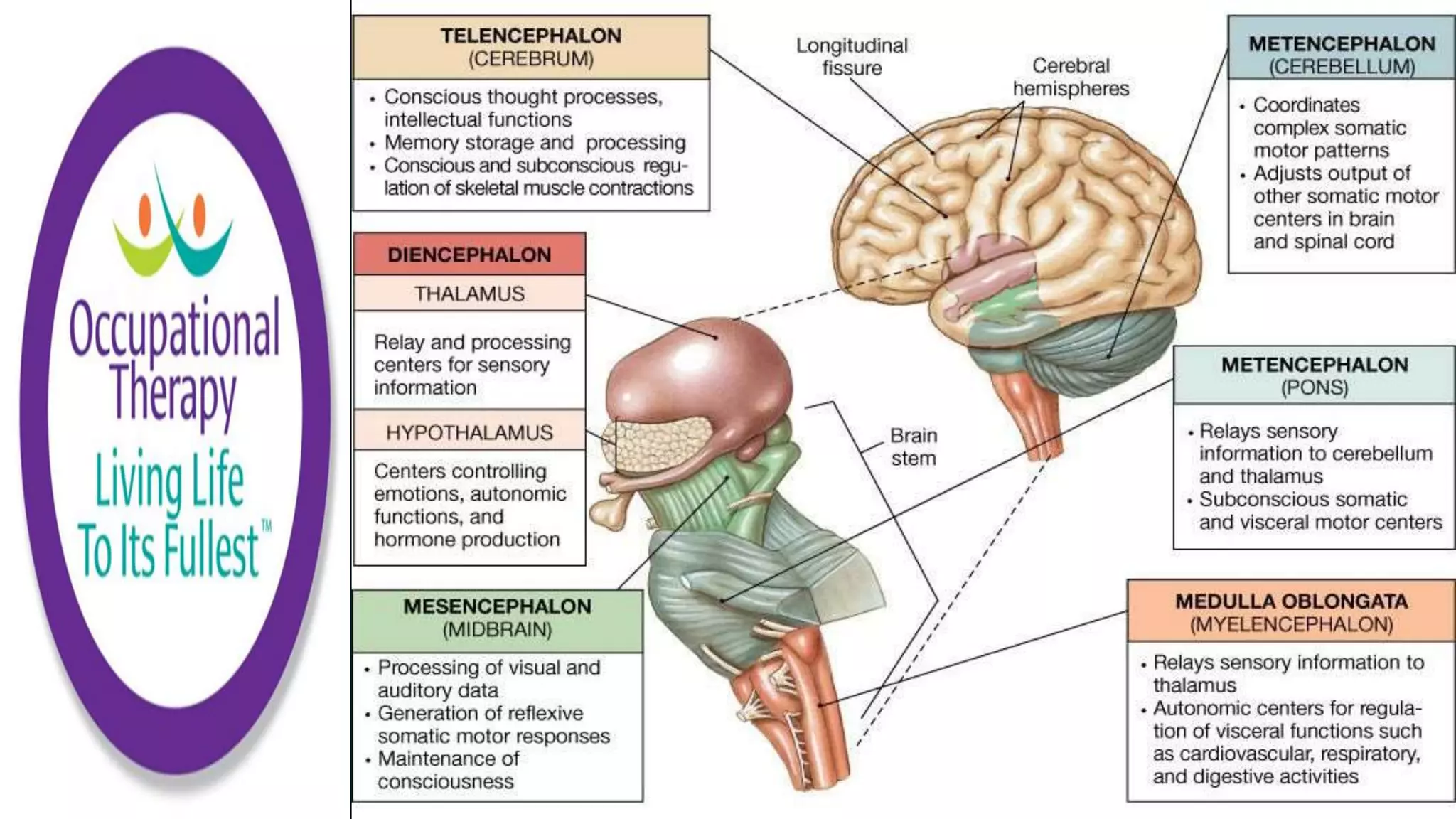 Occupational Therapy Cognitive Functional Evaluation | PPTX