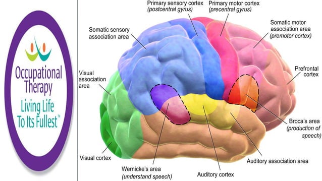 Occupational Therapy Cognitive Functional Evaluation | PPTX
