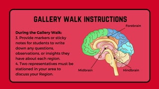 COGNITIVE NEUROSCIENCE INTRODUCTION AND GALLERY WALK ACTIVITY.pdf