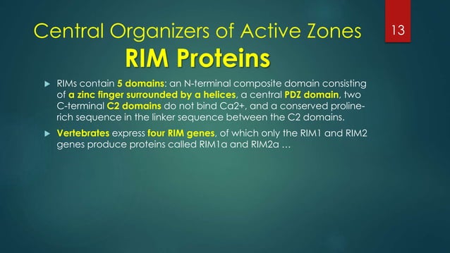 Cognitive neuroscience active zone | PPT