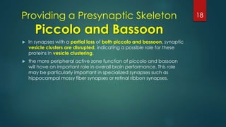 Cognitive neuroscience active zone | PPT